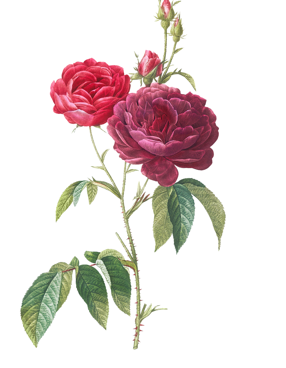 Historiske Roser - BRORJORD